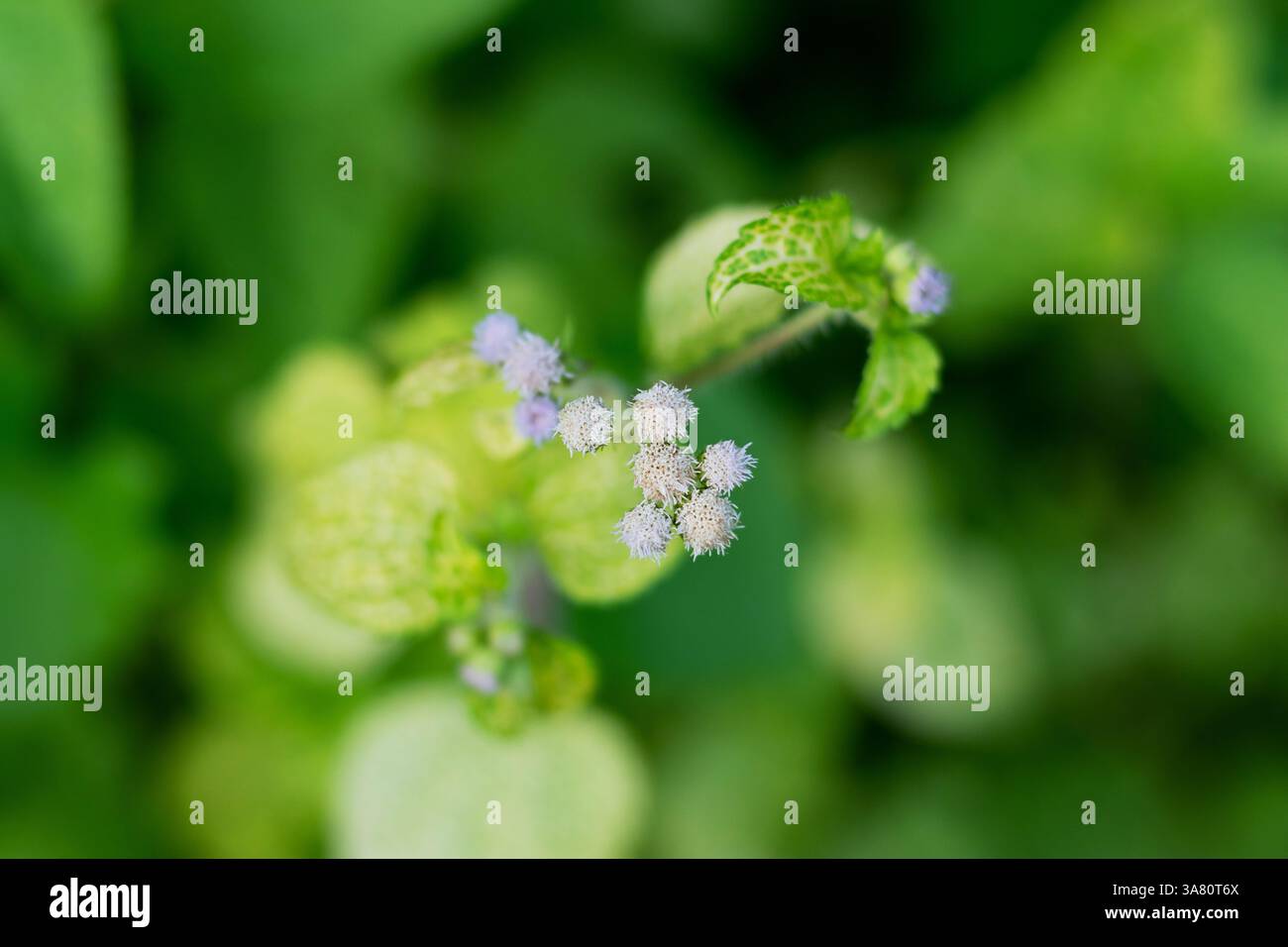 It called Jack in the Bush, Siam Weed, Rouge Plant, and Christmas Bush ...