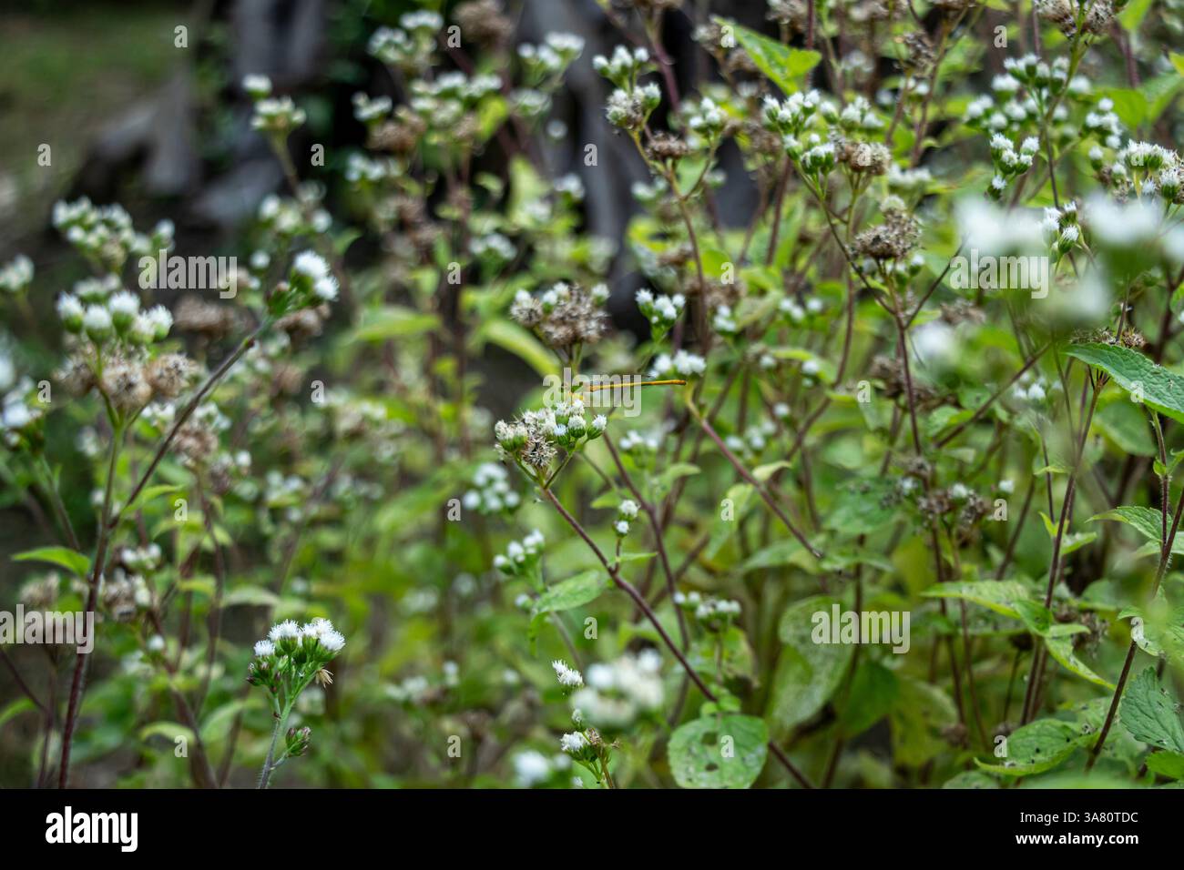 Known as Jack in the Bush, Siam Weed, Rouge Plant, and Christmas Bush ...