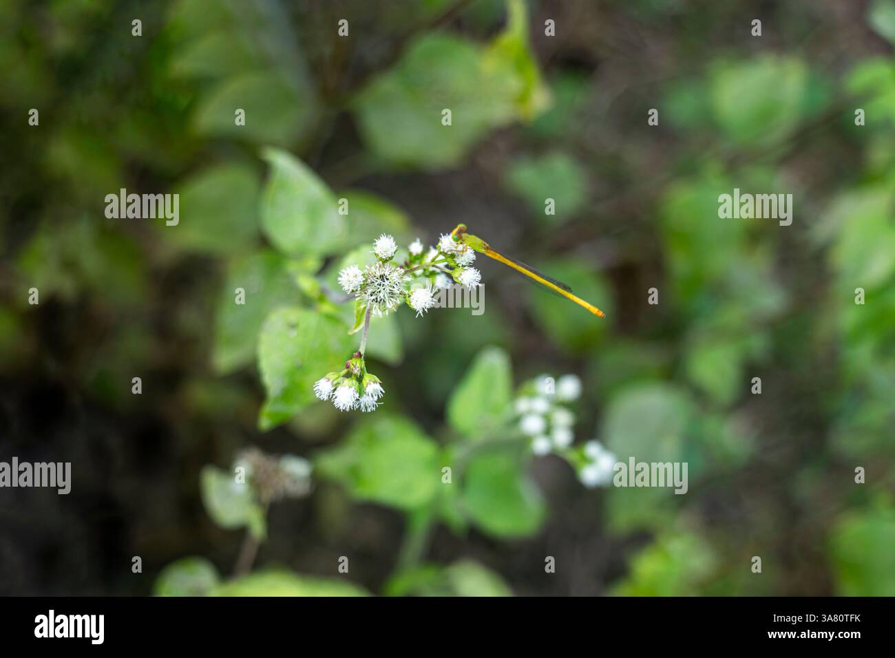 Known as Siam Weed, Rouge Plant, Jack in the Bush and Christmas Bush ...