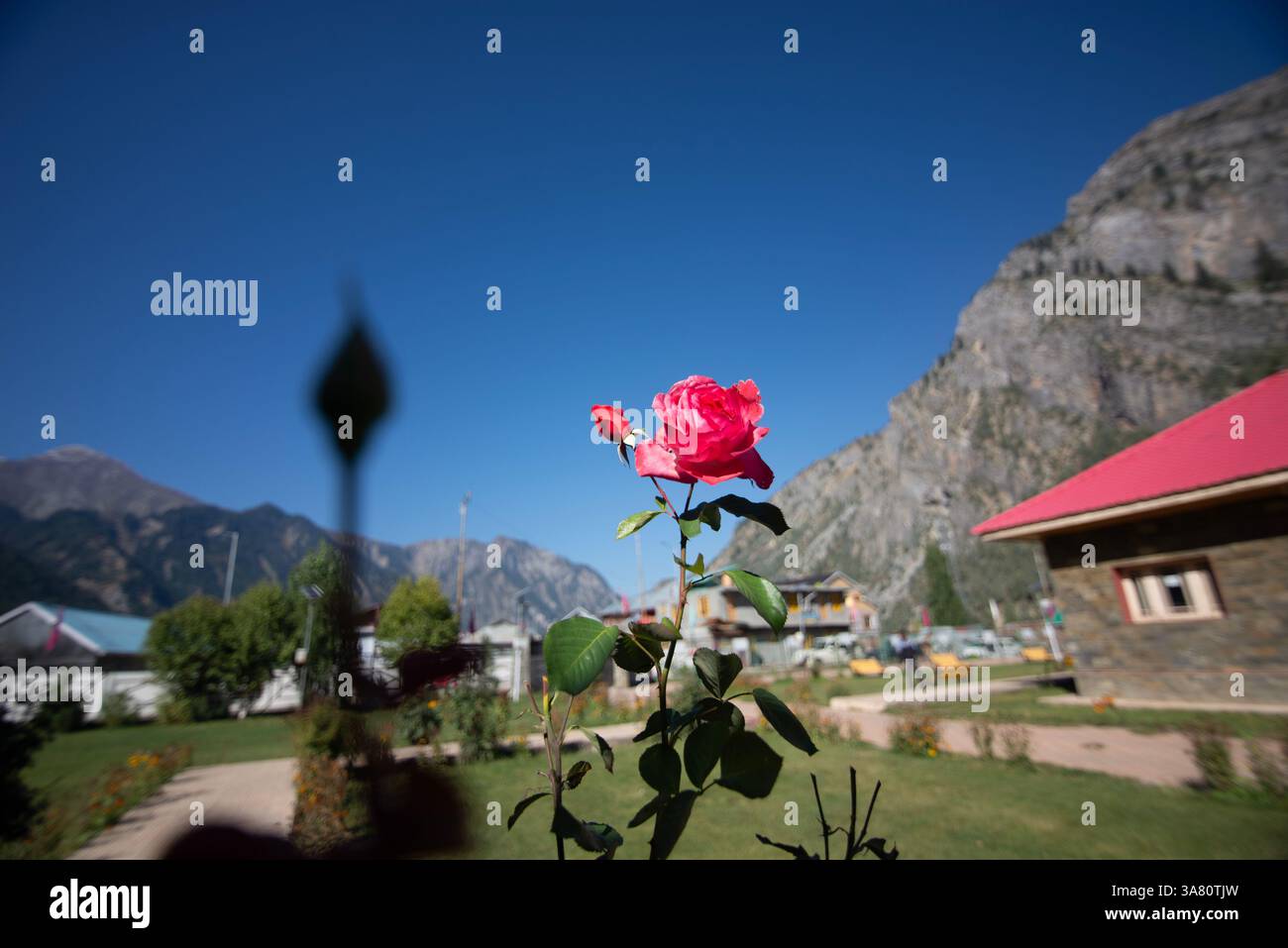 Beautiful Kashmiri roses blooming in Gurez Valley, Jammu Kashmir Stock ...