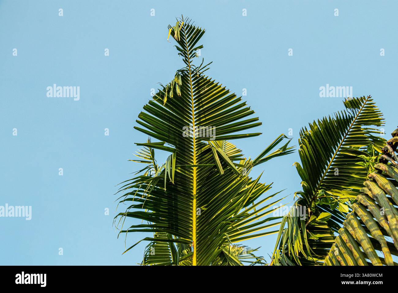 The coconut leaf Cocos nucifera is a long, feathery, and arching frond ...