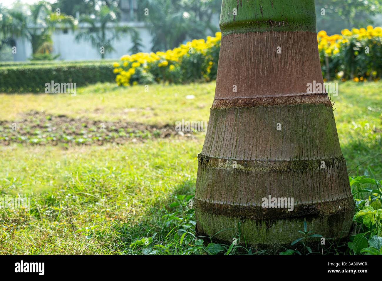 The coconut tree Cocos nucifera is a tall, tropical palm belonging to ...