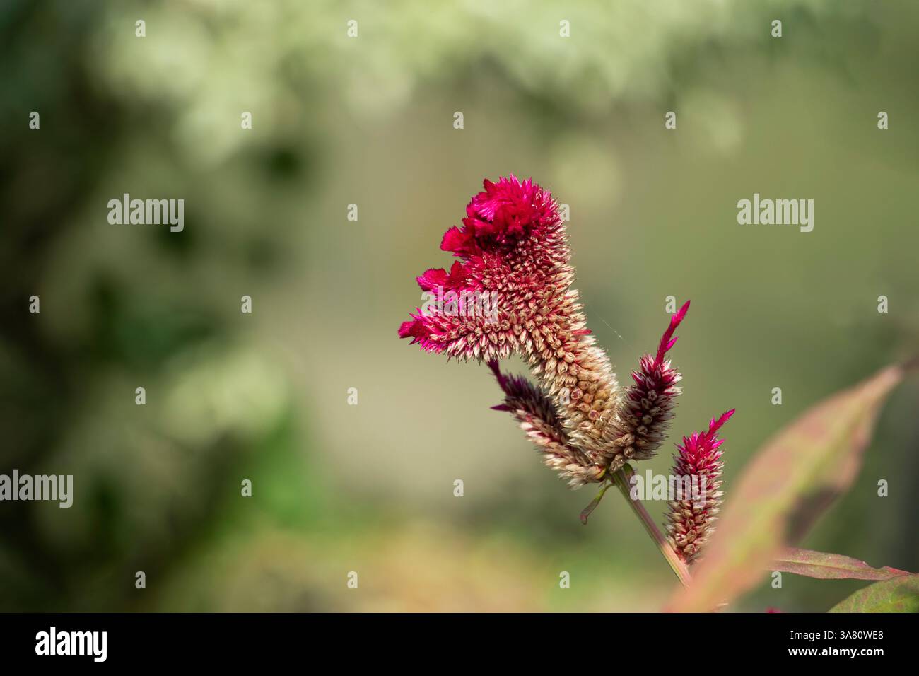 The Rooster Flower, commonly known as Cockscomb. It is named for its ...