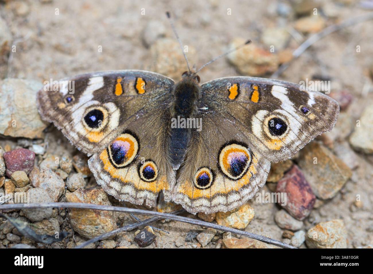 Common Buckeye sunbathing on a trail. Muir Woods National Monument ...