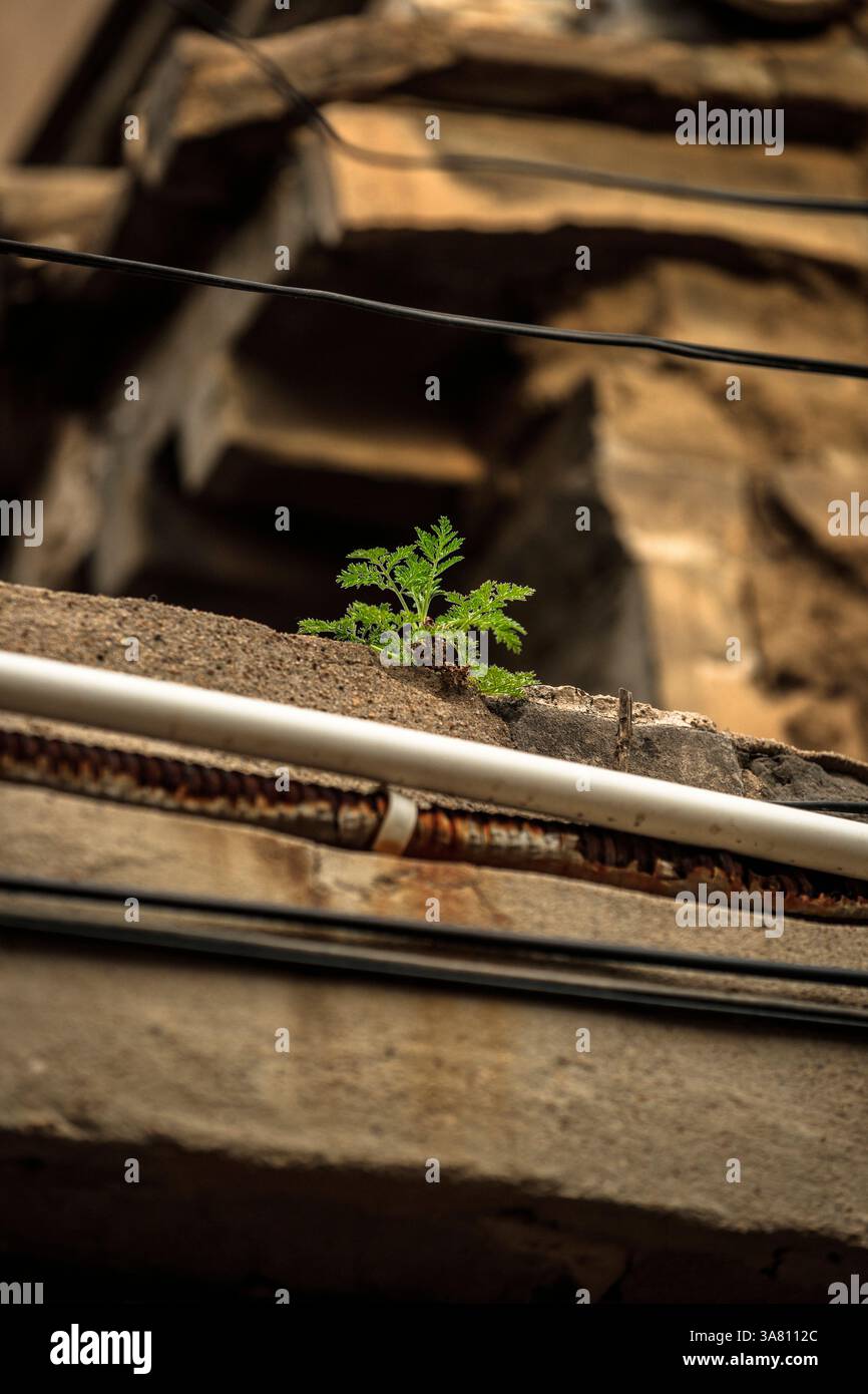 Resilient Plant Growing Through Rusty Pipe in Industrial Setting Stock ...