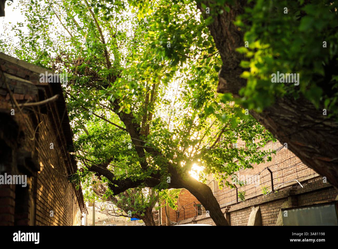 Sunlight Streaming Through Tree Branches in Urban Setting Stock Photo ...