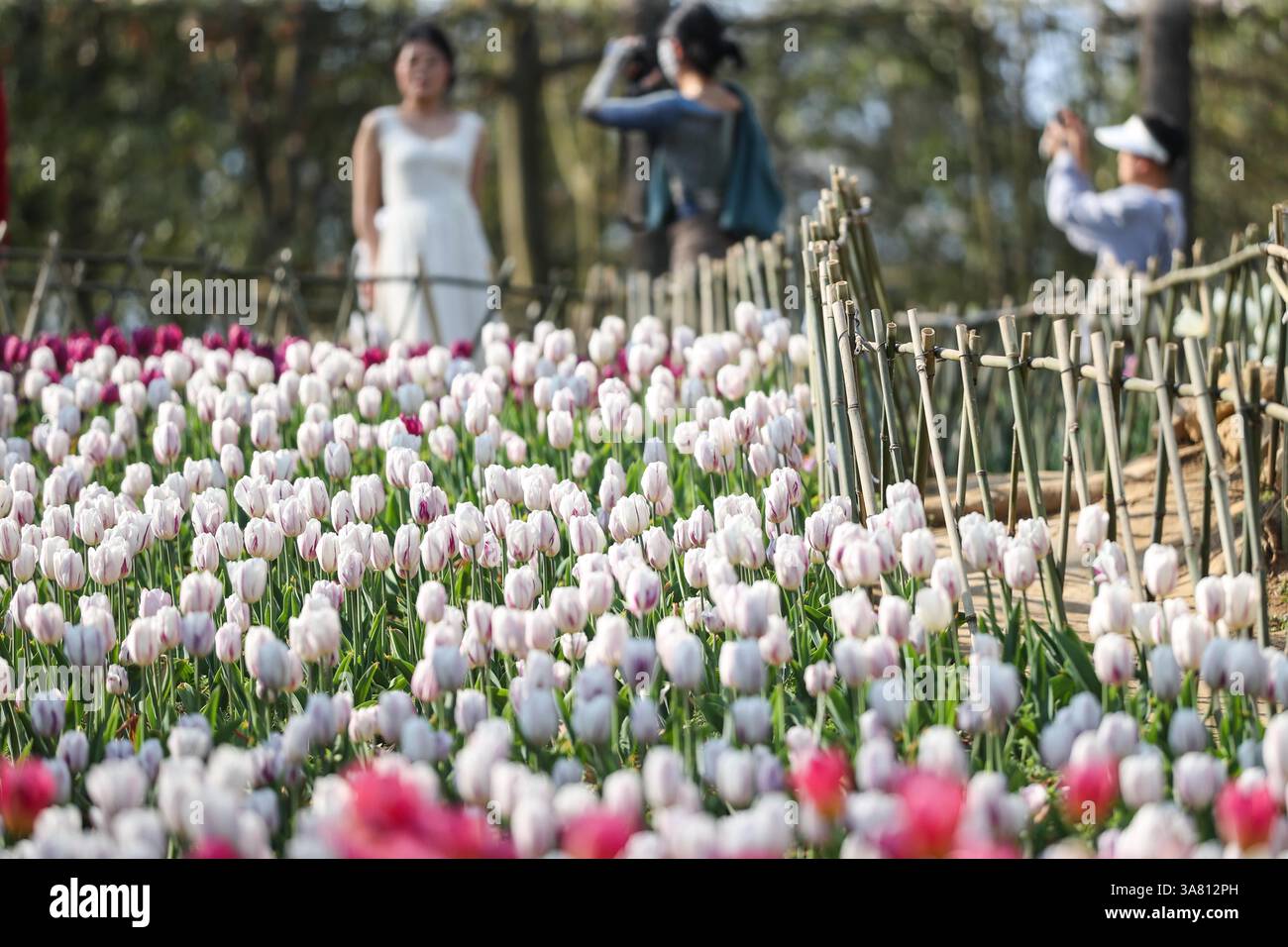**CHINESE MAINLAND, HONG KONG, MACAU AND TAIWAN OUT** Tulip flowers ...