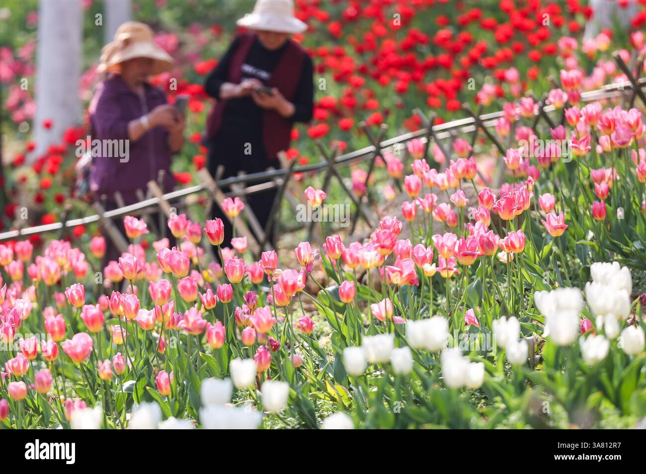 **CHINESE MAINLAND, HONG KONG, MACAU AND TAIWAN OUT** Tulip flowers ...