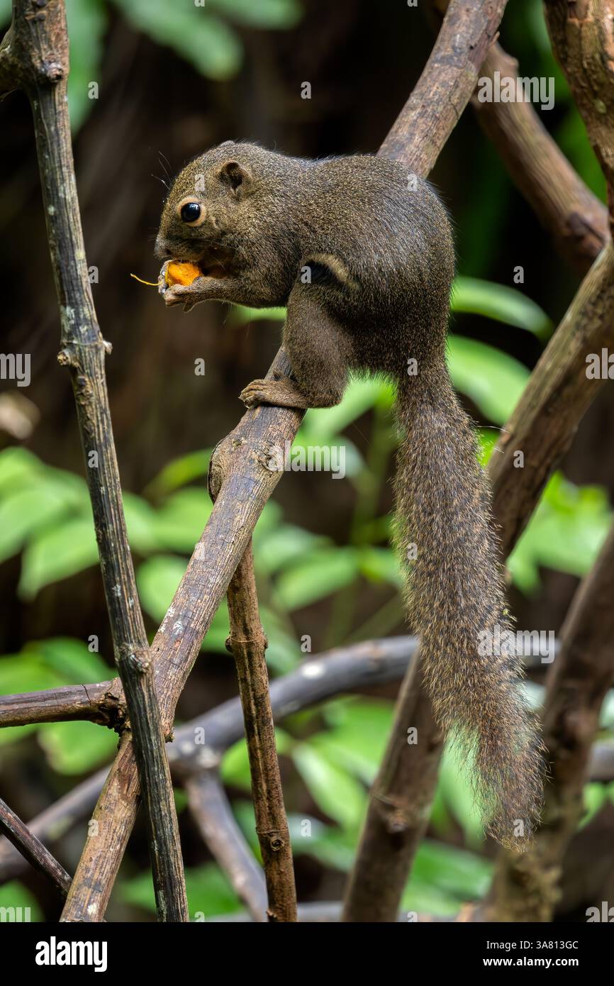 Plantain Squirrel - Callosciurus notatus, beautiful colored large ...