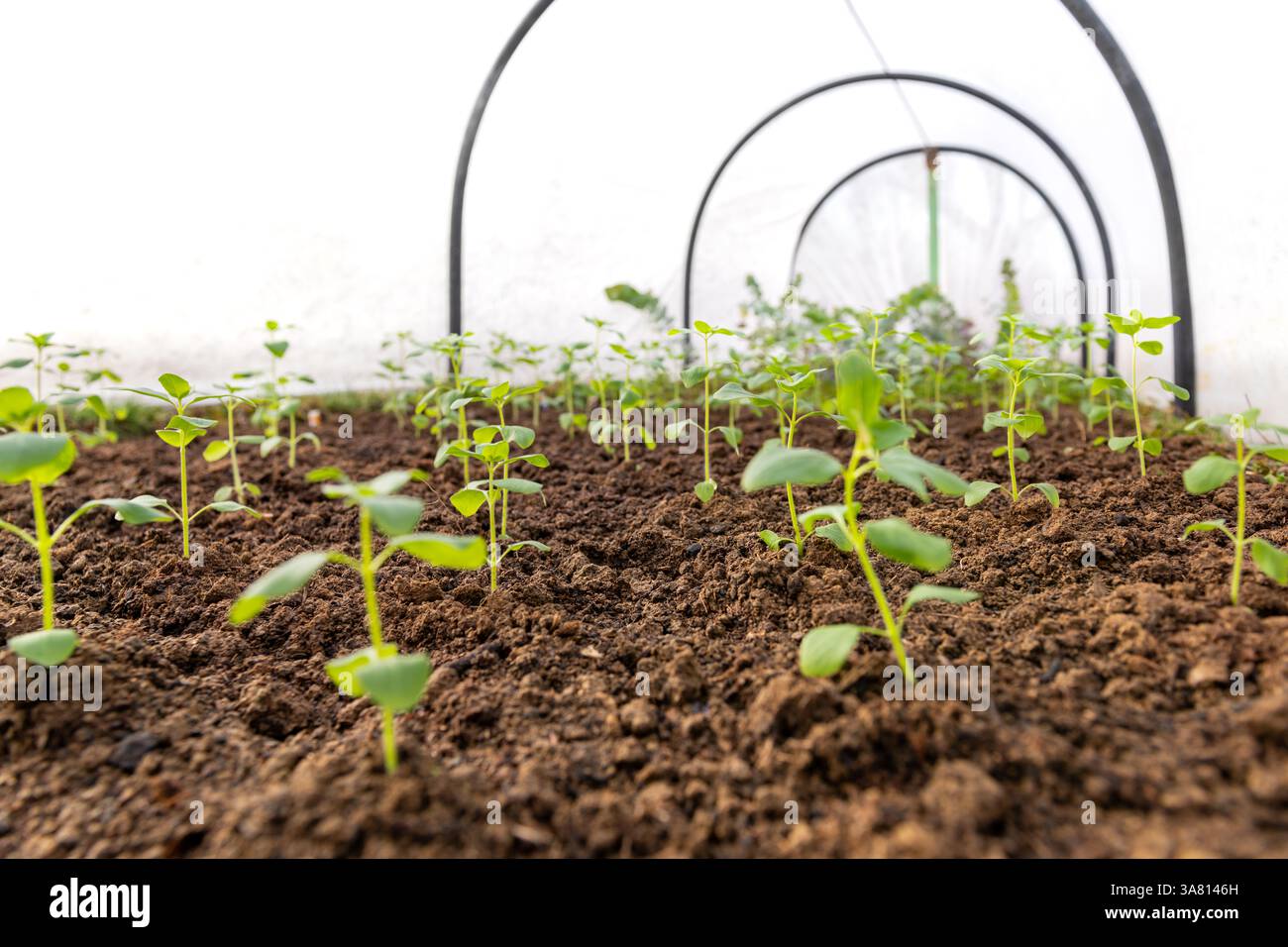 Young snapdragon flower seedlings growing in a low polytunnel. DIY low ...