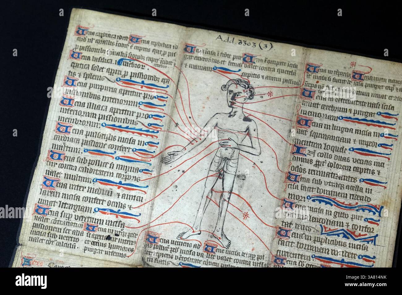 A fragment from a 14th century manuscript showing 'Vein Man' which ...