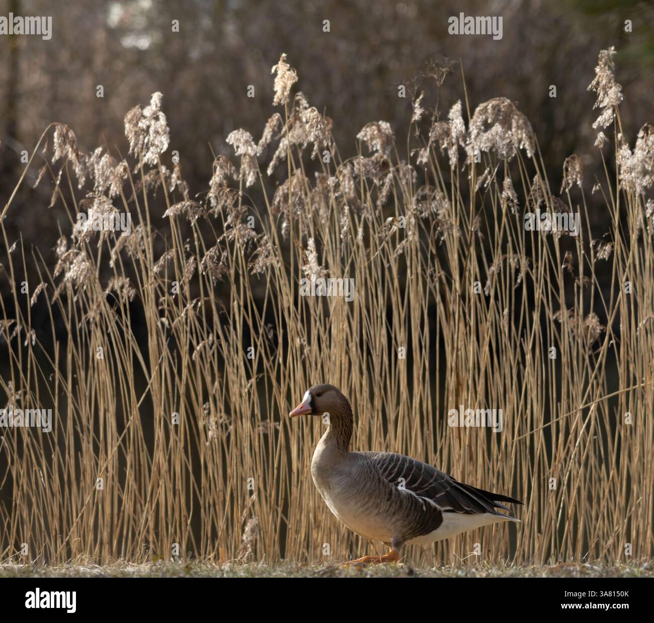 The white fronted goose (Anser albifrons) is a species of large goose ...