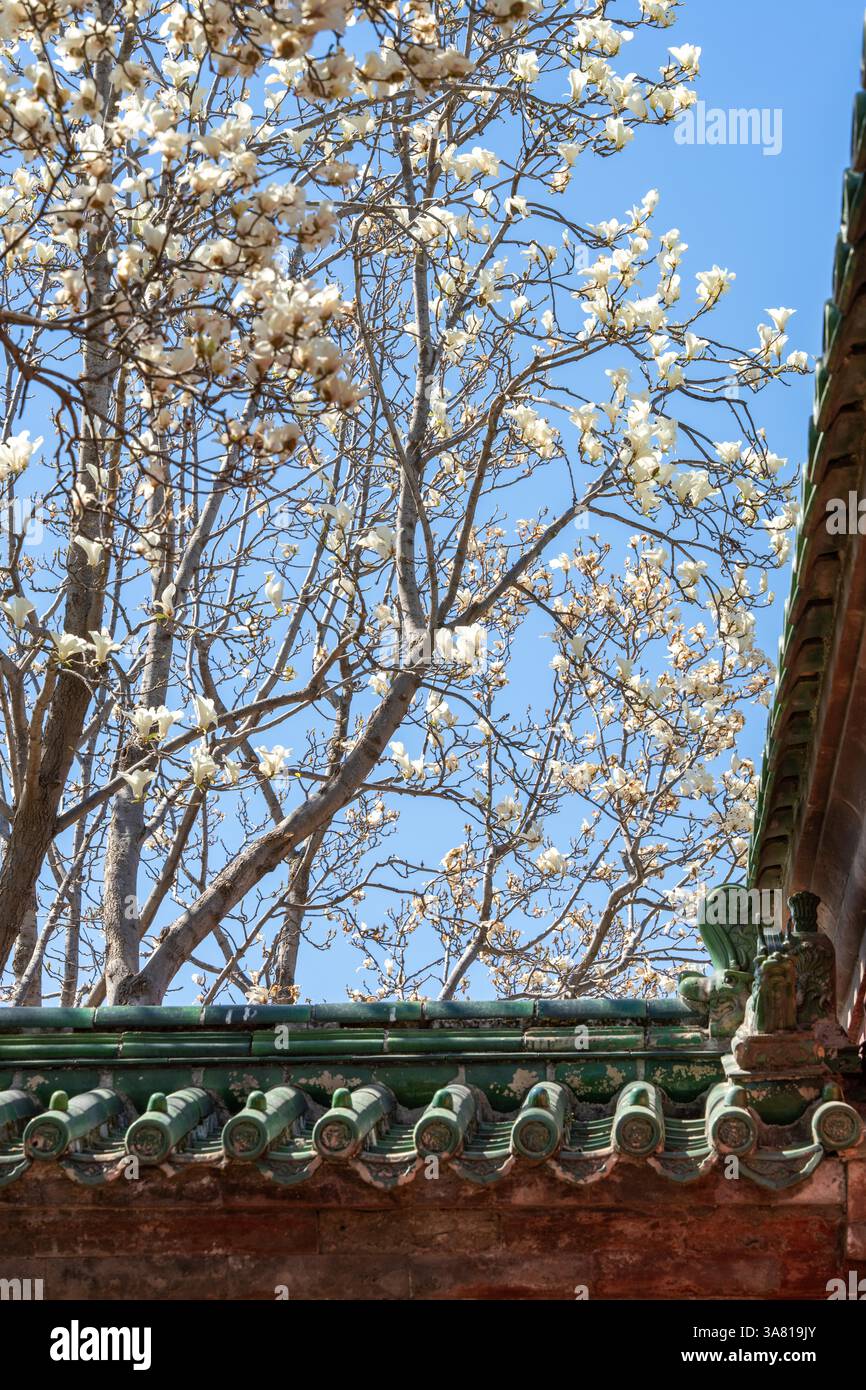 Magnolia flowers bloom at the Temple of Heaven in Beijing, China, 25 ...