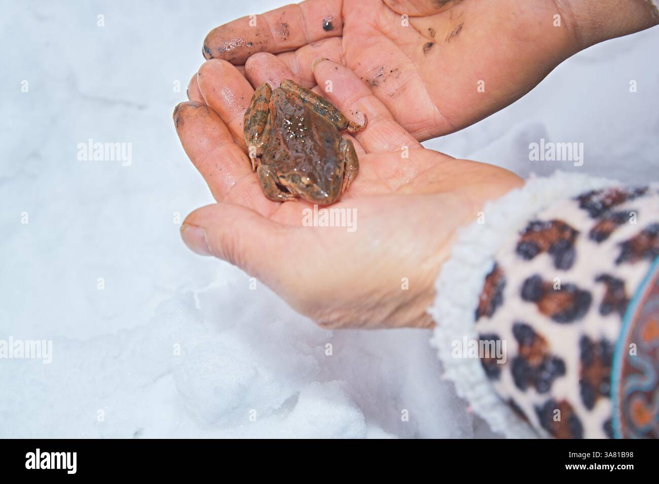 Brown Frog in Human Hand Stock Photo - Alamy