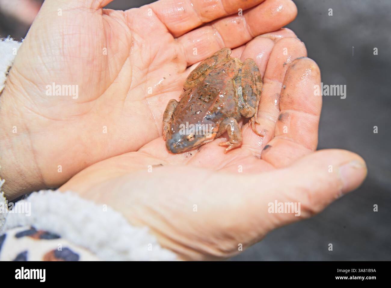 Brown Frog in Human Hand Stock Photo - Alamy