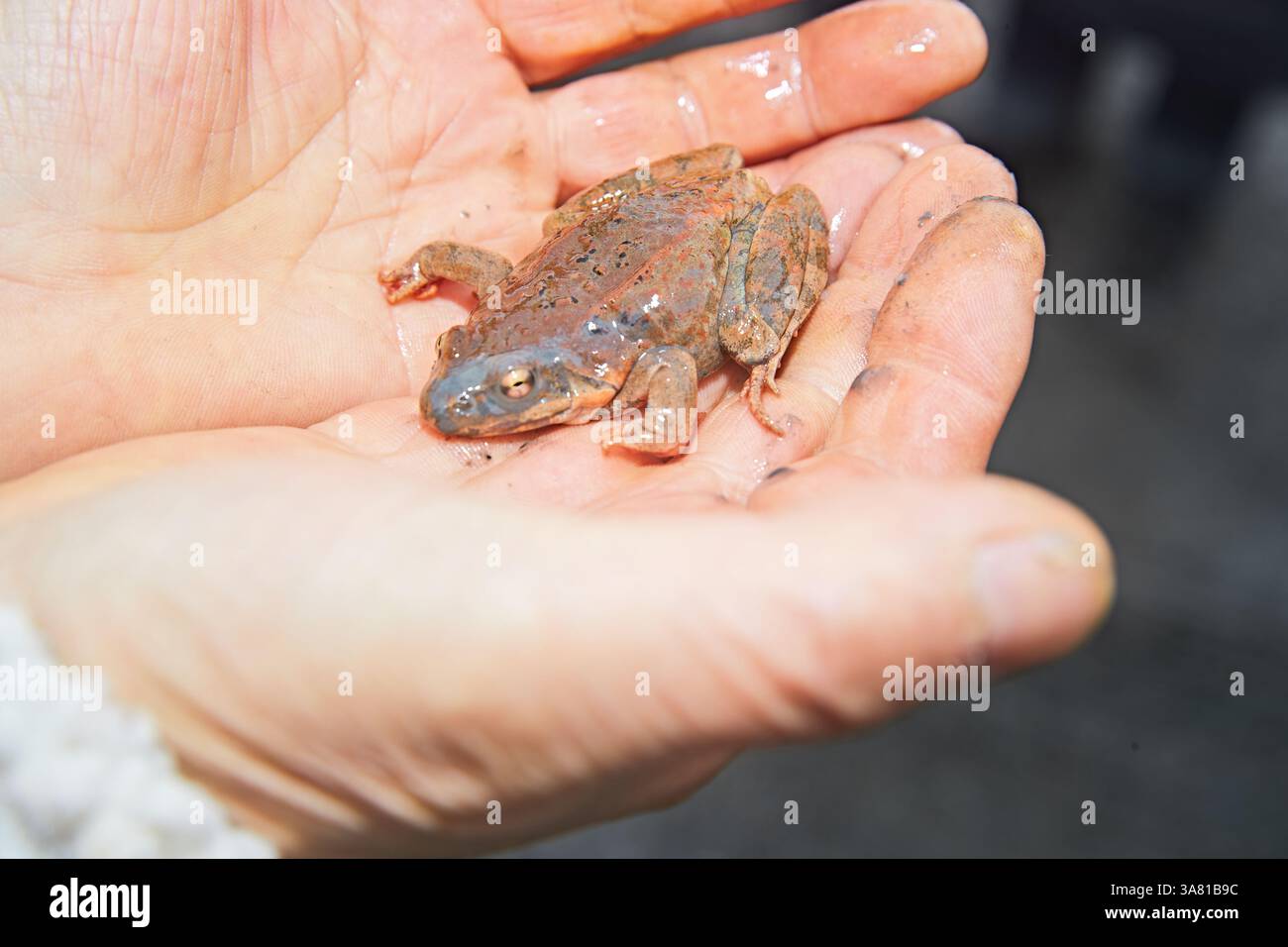 Brown Frog in Human Hand Stock Photo - Alamy