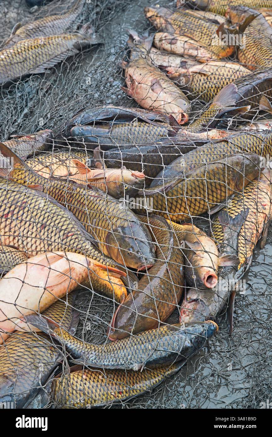 Successful Fishing Catch with Nets and Floats Stock Photo - Alamy