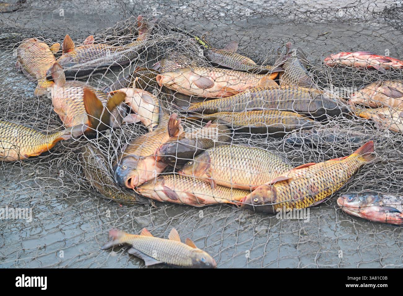 Successful Fishing Catch with Nets and Floats Stock Photo - Alamy