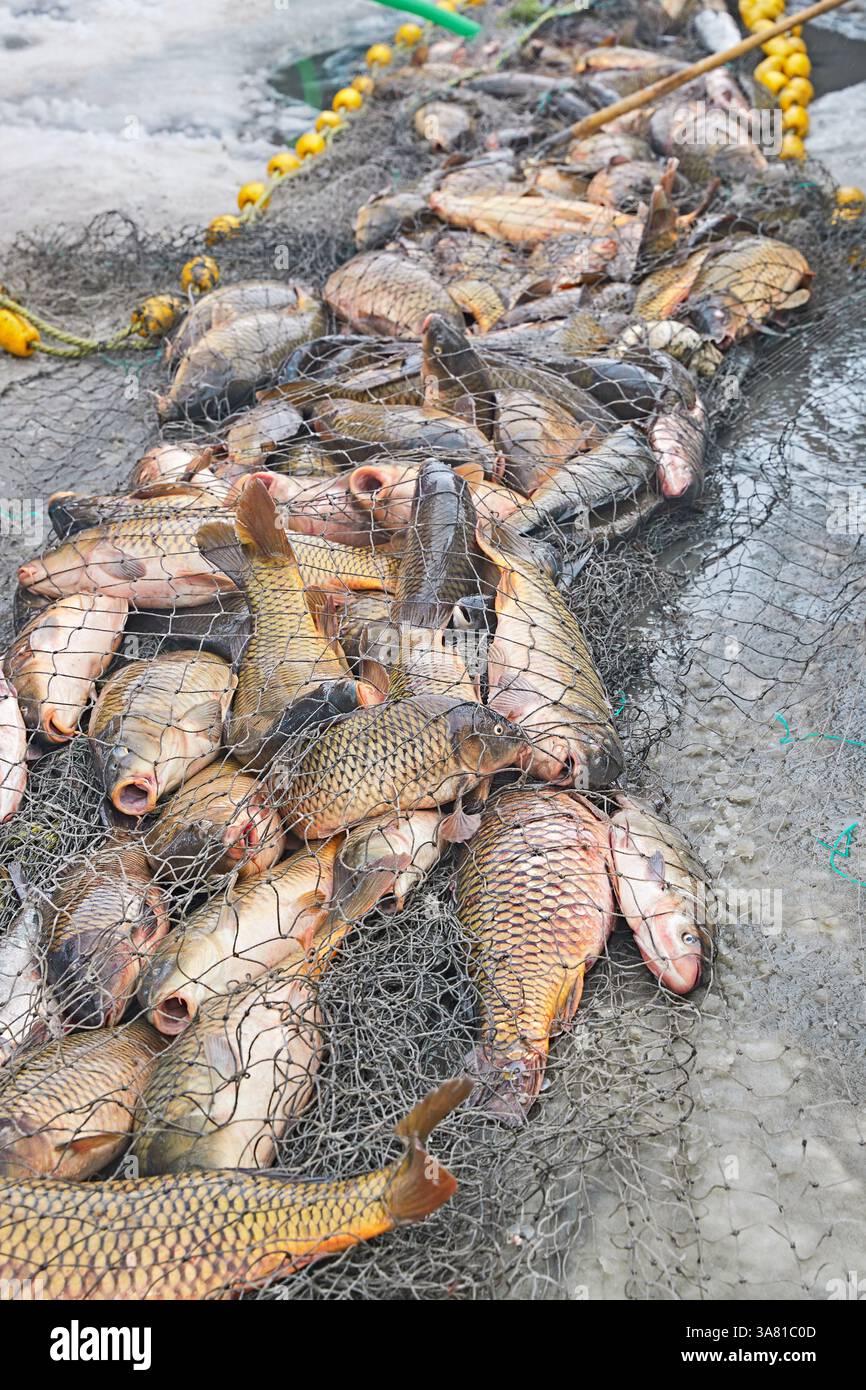 Successful Fishing Catch with Nets and Floats Stock Photo - Alamy