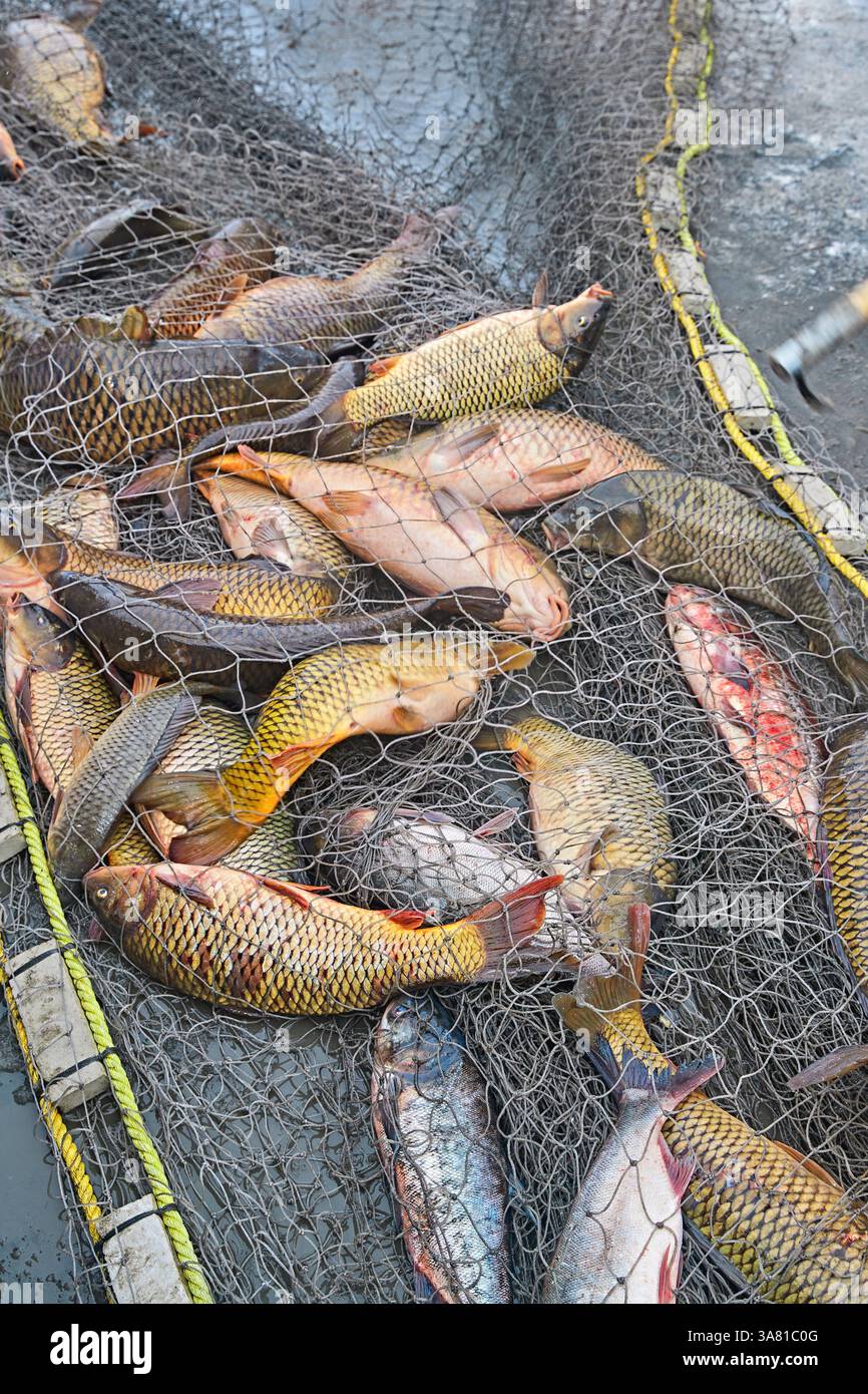 Successful Fishing Catch with Nets and Floats Stock Photo - Alamy