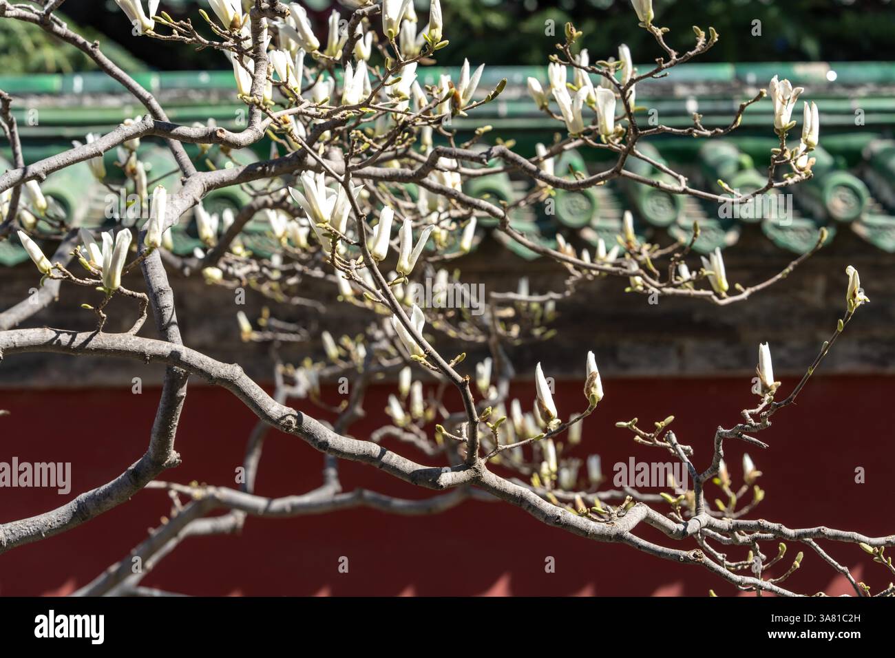 Magnolia flowers bloom at the Temple of Heaven in Beijing, China, 25 ...
