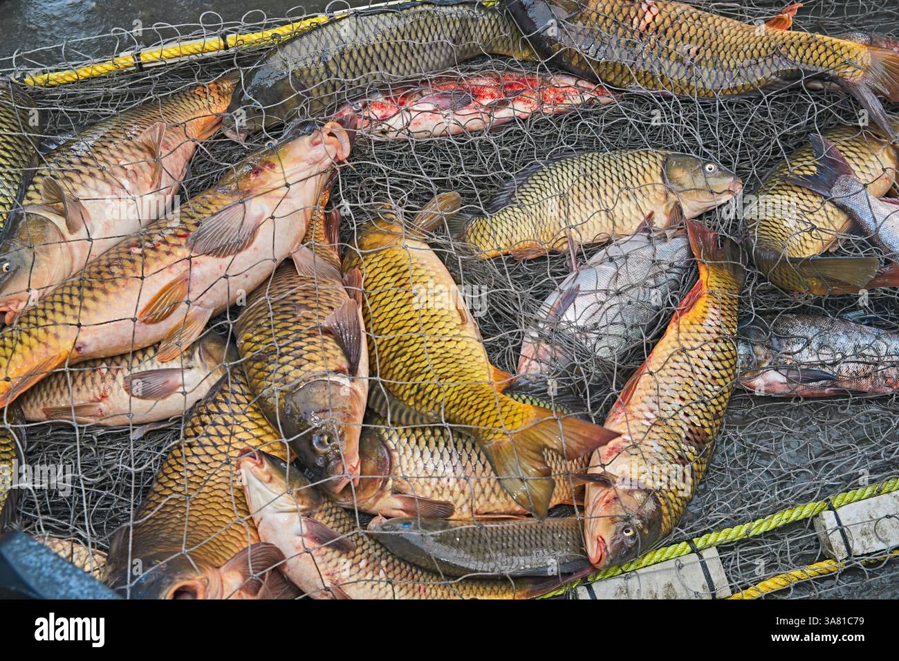 Successful Fishing Catch with Nets and Floats Stock Photo - Alamy