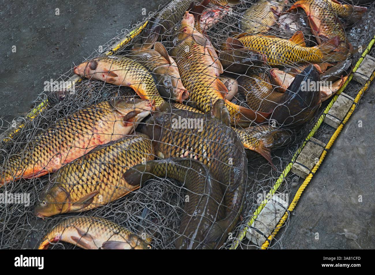 Successful Fishing Catch with Nets and Floats Stock Photo - Alamy