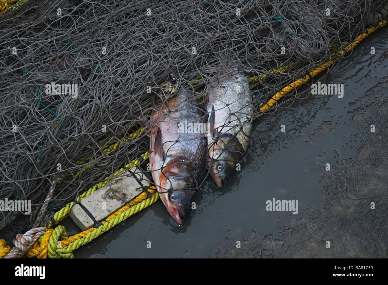 Successful Fishing Catch with Nets and Floats Stock Photo - Alamy