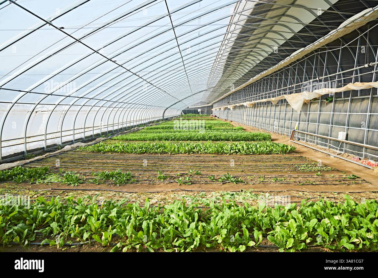 Plant structure rows hi-res stock photography and images - Alamy