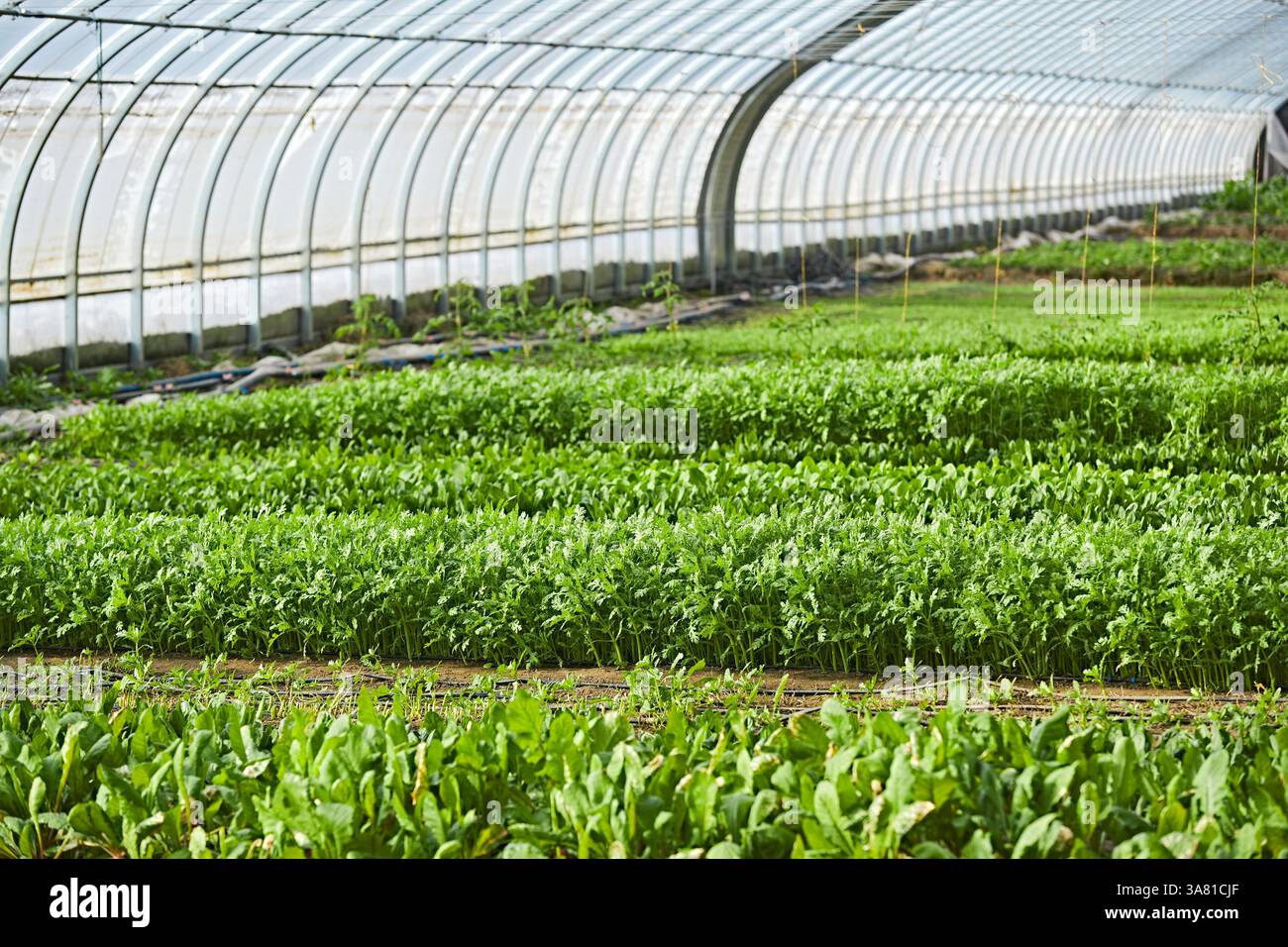 Plant structure rows hi-res stock photography and images - Alamy