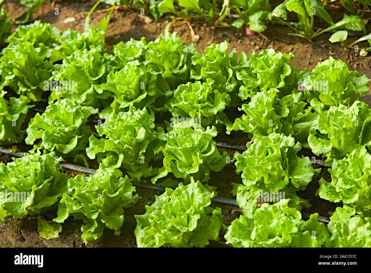Greenhouse with Rows of Healthy Plants Stock Photo - Alamy