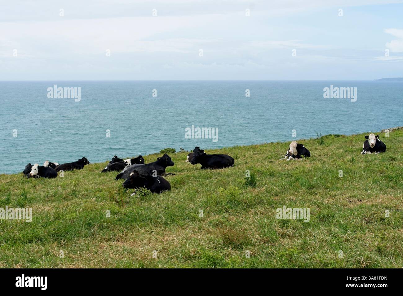 Cows grazing on the pastures facing the Atlantic ocean at the Cornwall ...