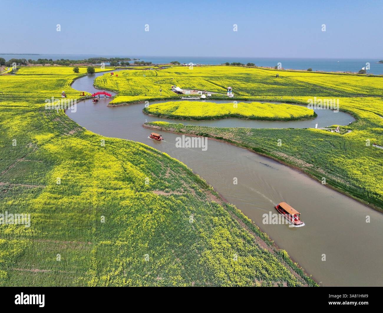 Aerial photo shows the golden cole flowers in Yangzhou City, east China ...