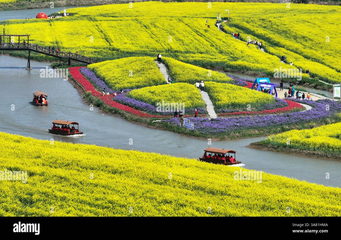 Aerial photo shows the golden cole flowers in Yangzhou City, east China ...