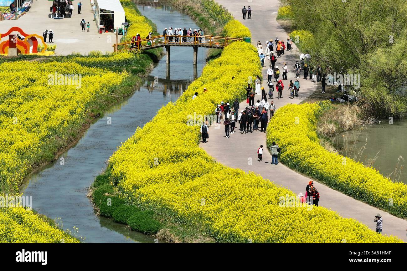 Aerial photo shows the golden cole flowers in Yangzhou City, east China ...