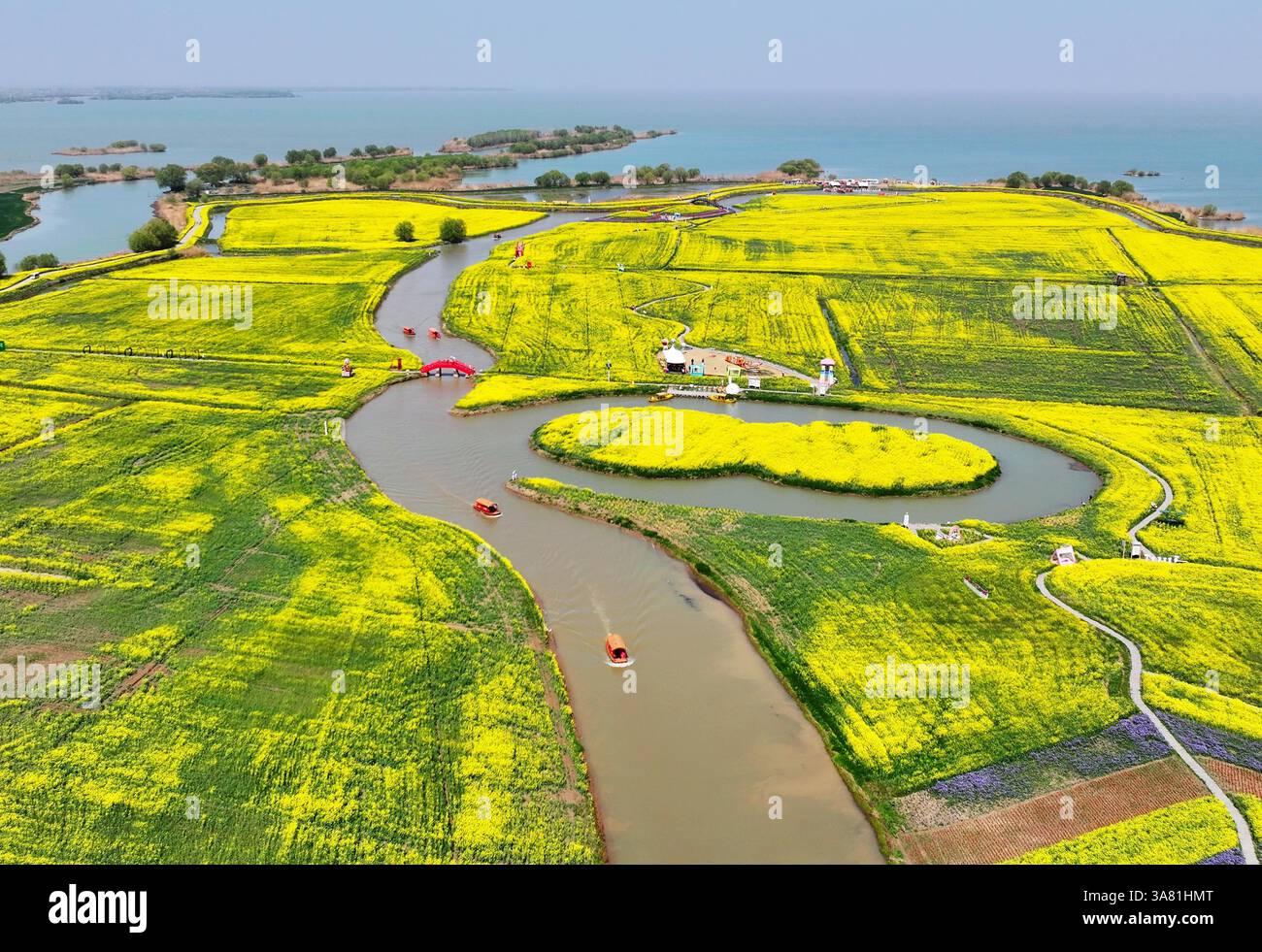 Aerial photo shows the golden cole flowers in Yangzhou City, east China ...
