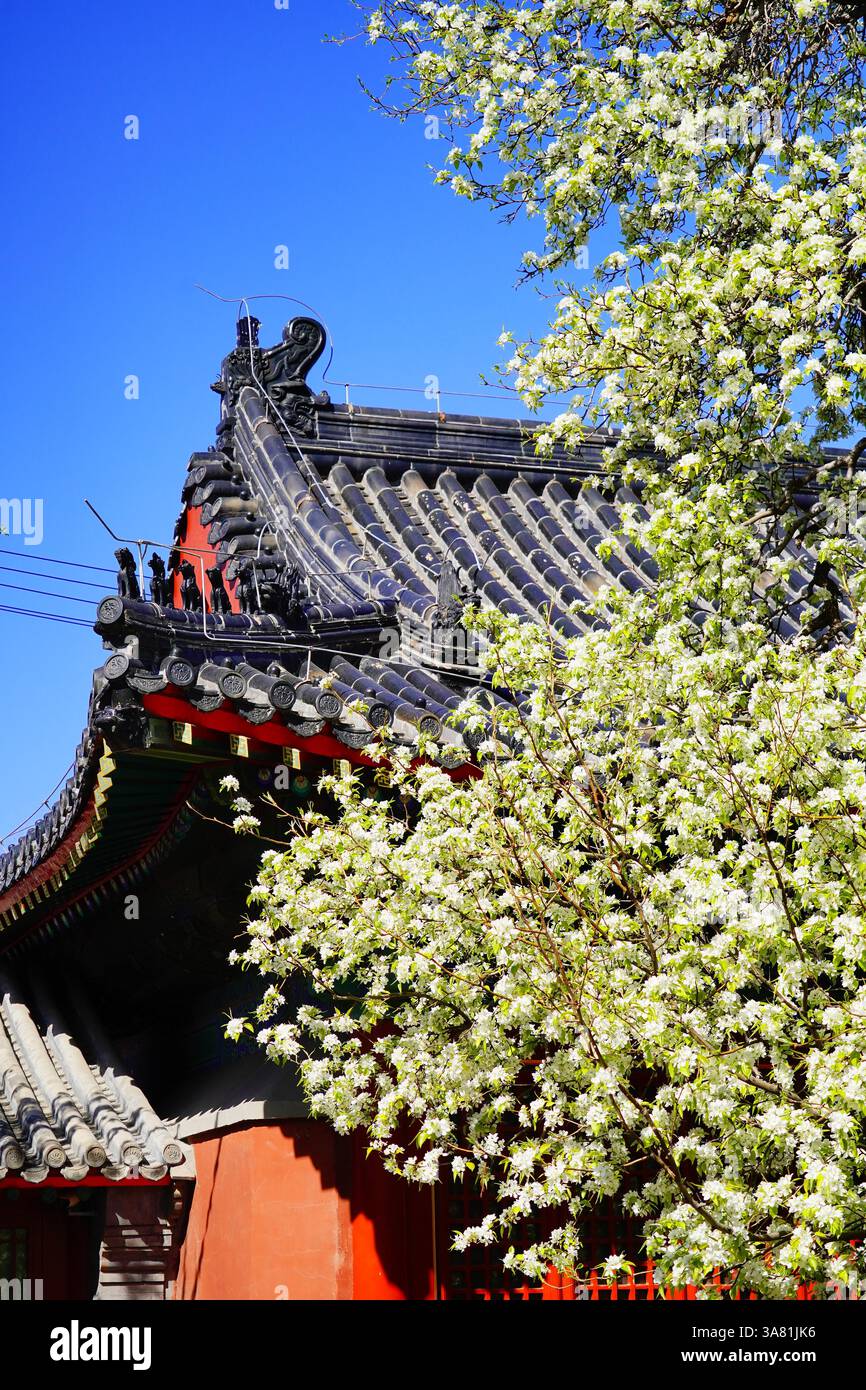 Spring flowers are in full bloom at a temple in Beijing, China, 25 ...