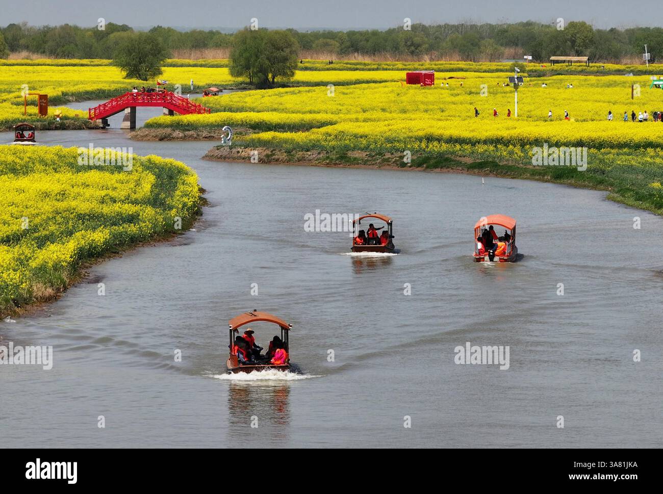 Aerial photo shows the golden cole flowers in Yangzhou City, east China ...
