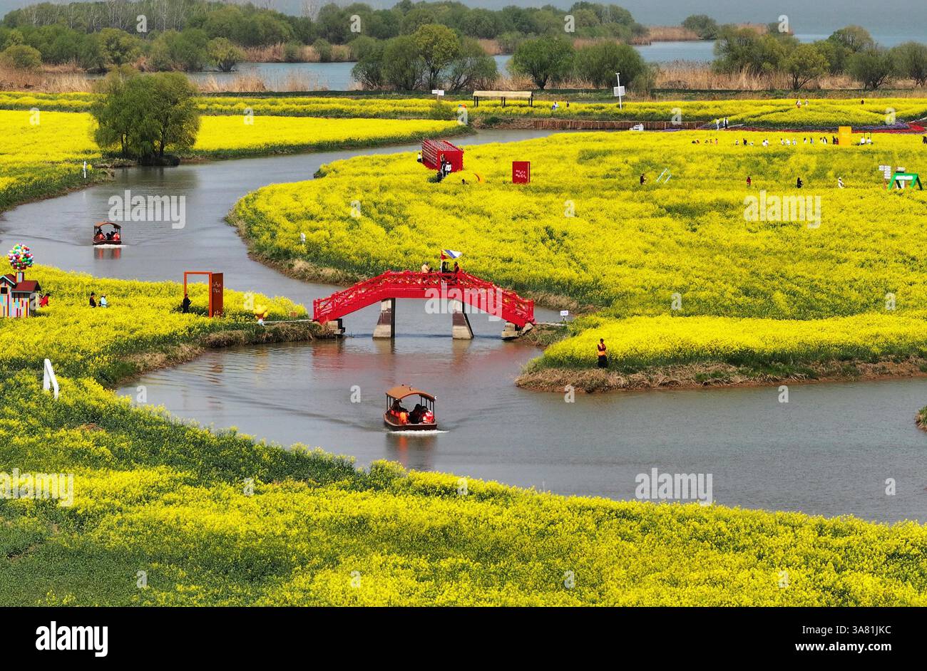 Aerial photo shows the golden cole flowers in Yangzhou City, east China ...