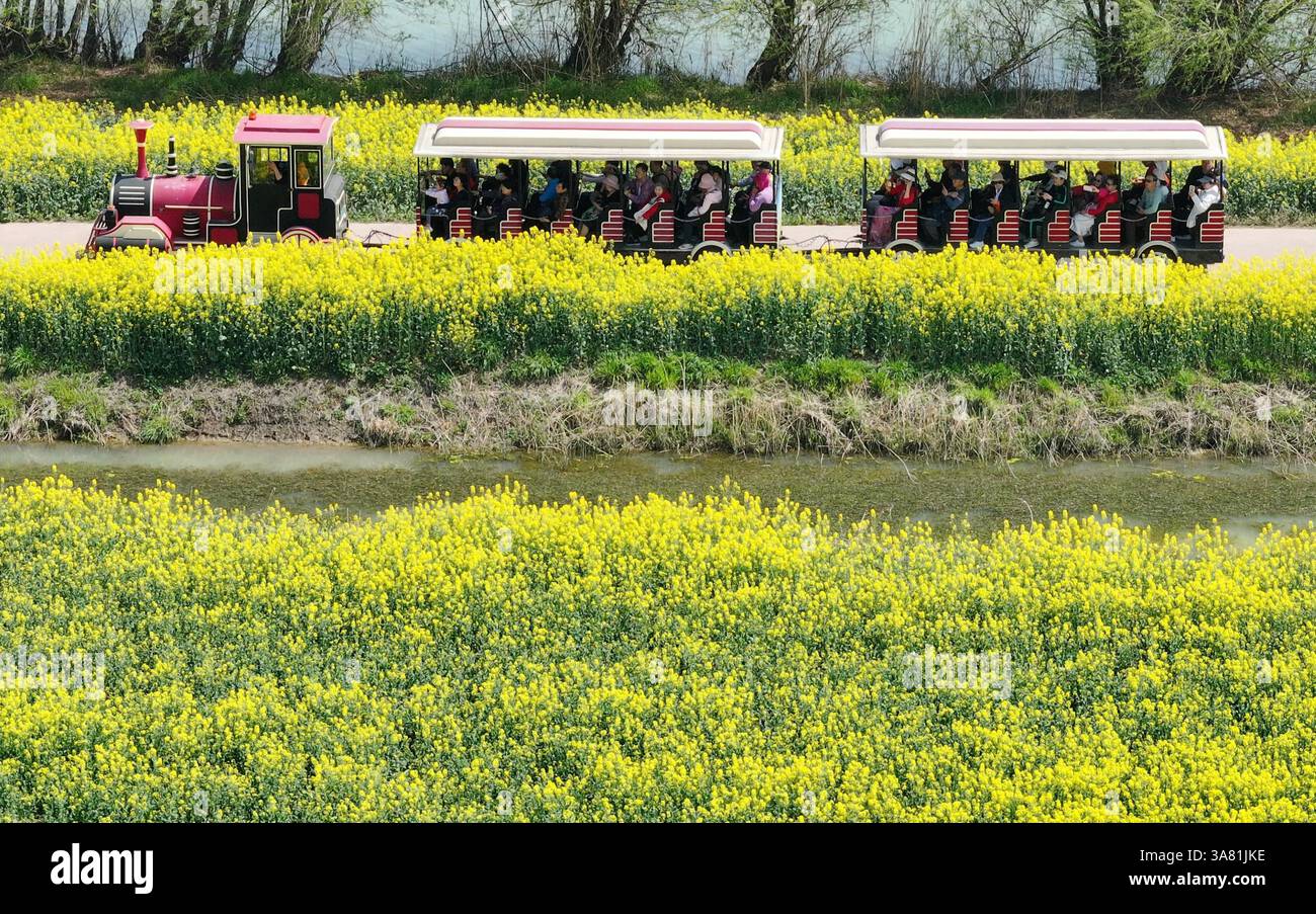 Aerial photo shows the golden cole flowers in Yangzhou City, east China ...