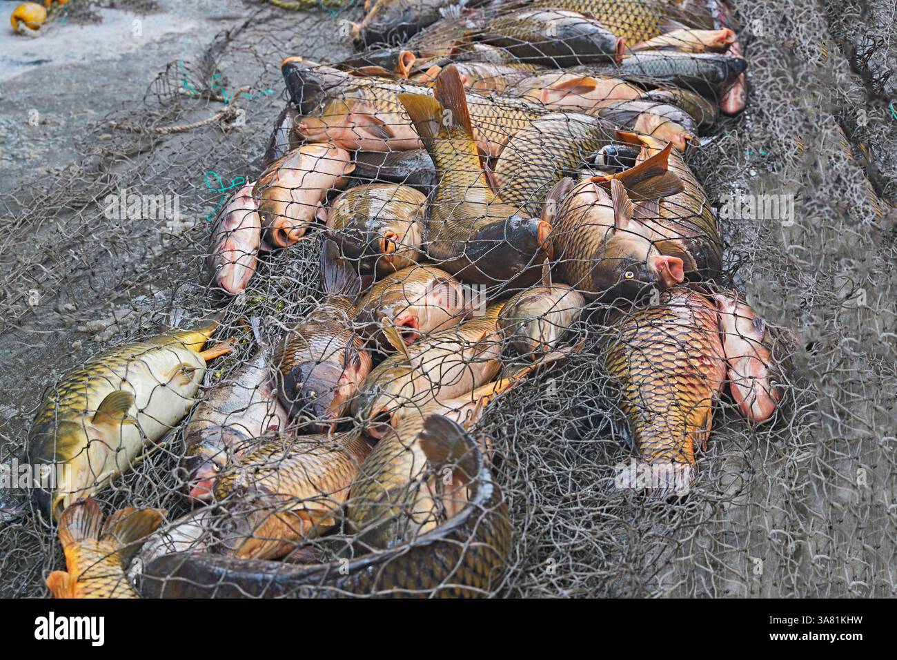 Successful Fishing Catch with Nets and Floats Stock Photo - Alamy