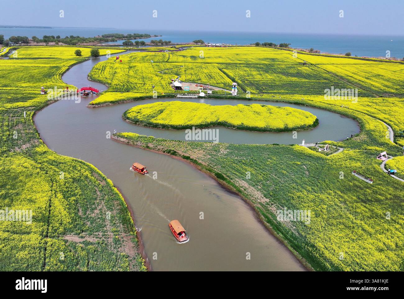 Aerial photo shows the golden cole flowers in Yangzhou City, east China ...