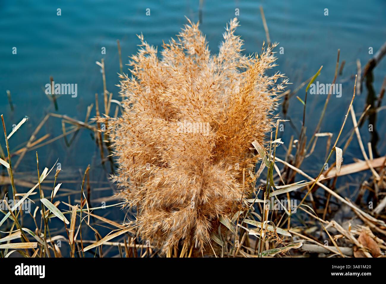 Reedland colors hi-res stock photography and images - Alamy