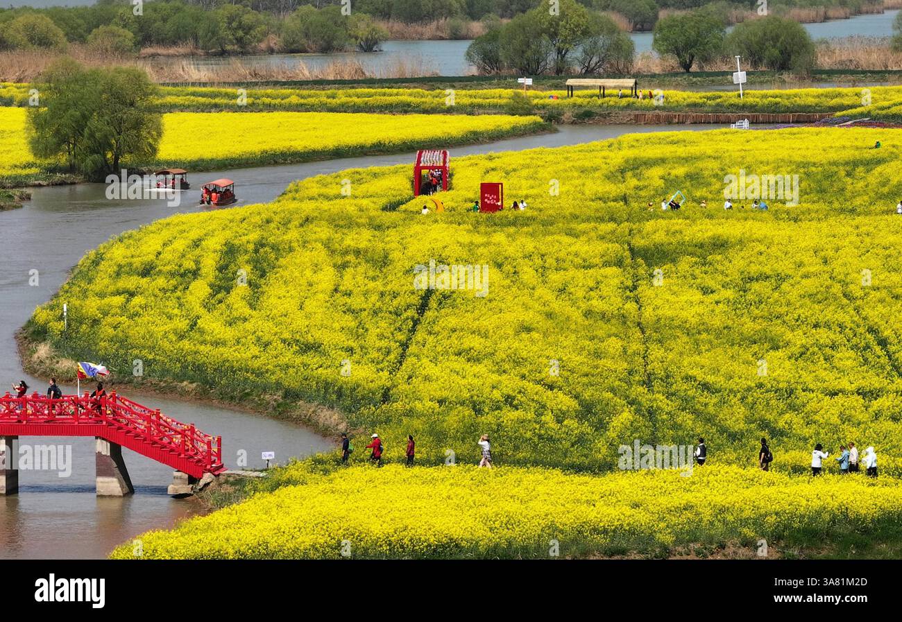 Aerial photo shows the golden cole flowers in Yangzhou City, east China ...