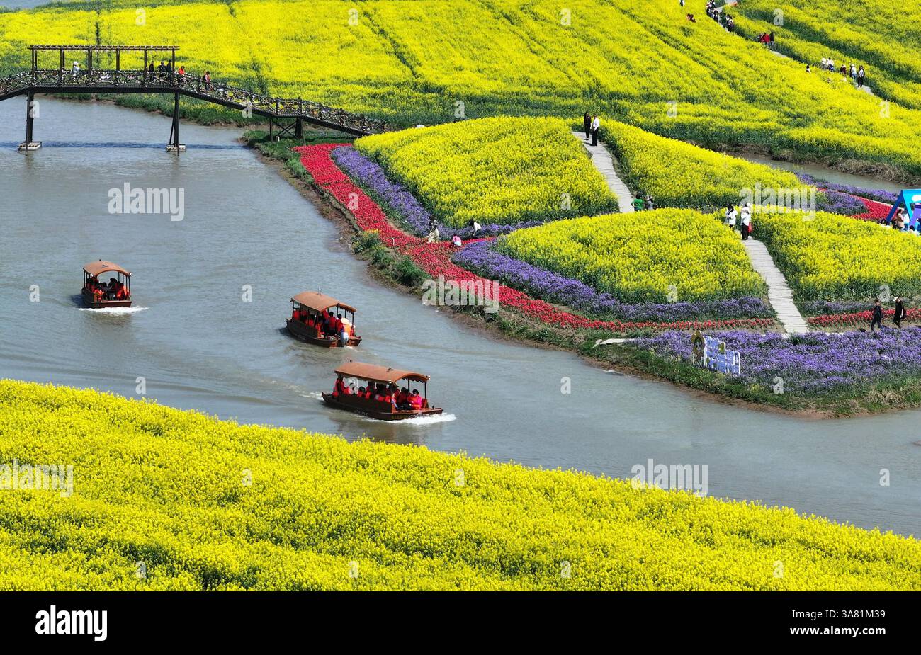 Aerial photo shows the golden cole flowers in Yangzhou City, east China ...