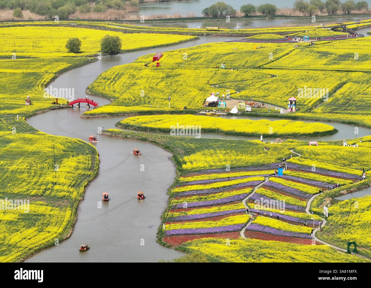 Aerial photo shows the golden cole flowers in Yangzhou City, east China ...