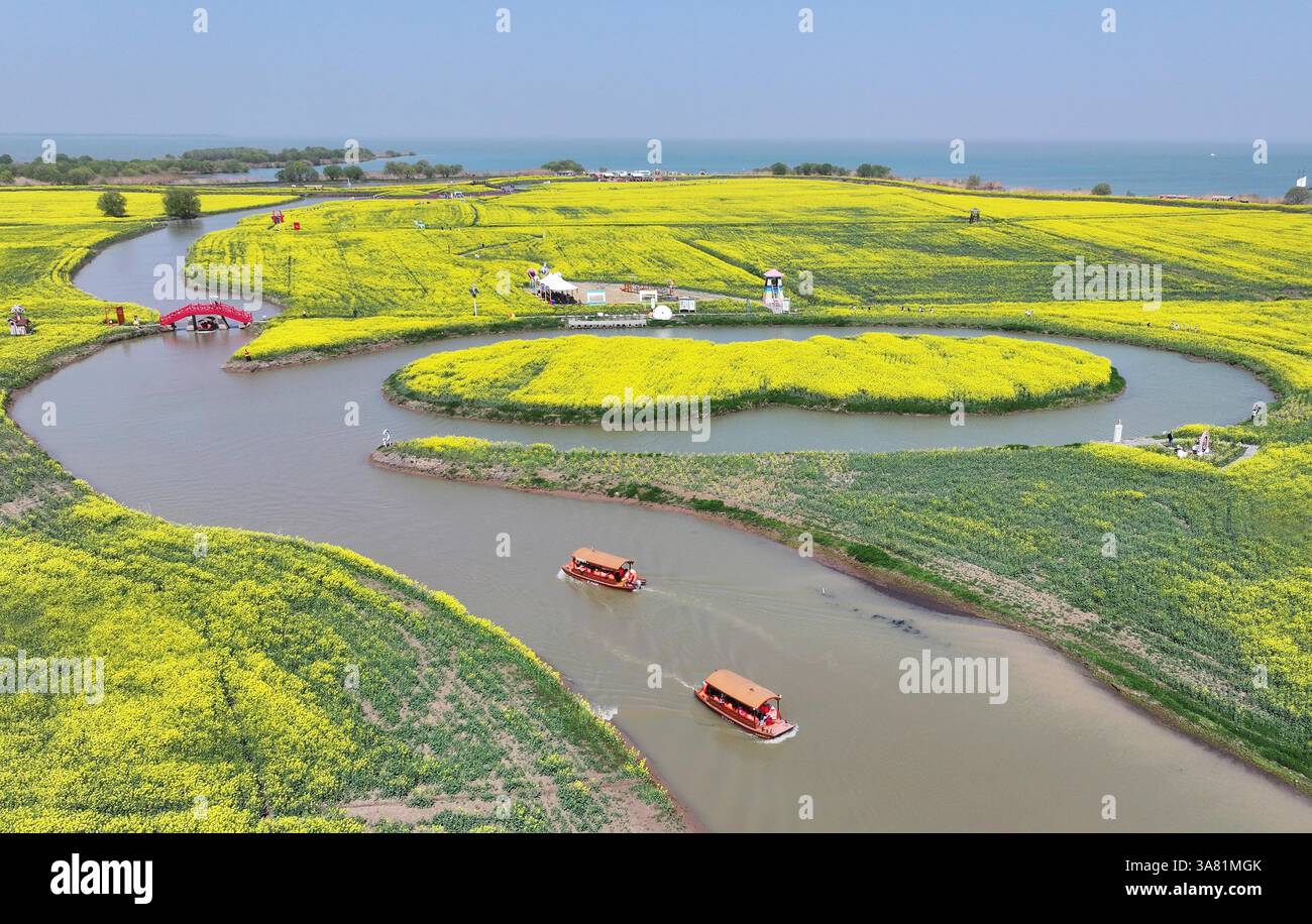 Aerial photo shows the golden cole flowers in Yangzhou City, east China ...