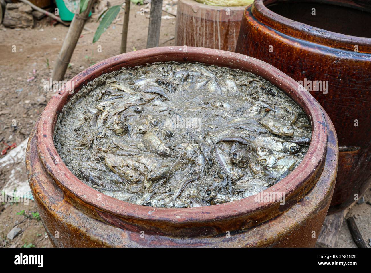 Tan Chau, Vietnam. Mar 28,2025. Traditional fish fermentation jars containing Ca Linh, a ...