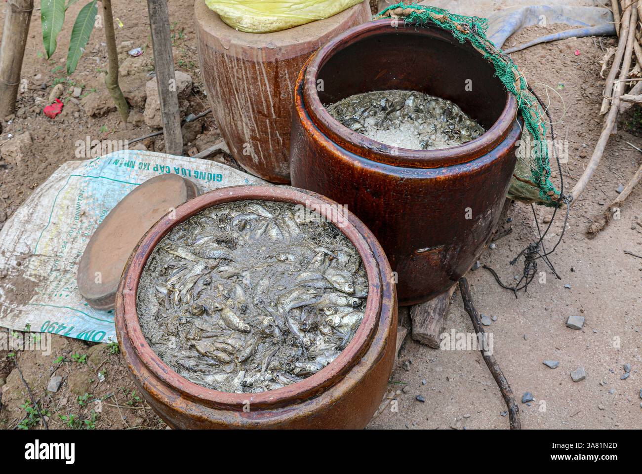 Tan Chau, Vietnam. Mar 28,2025. Traditional fish fermentation jars ...
