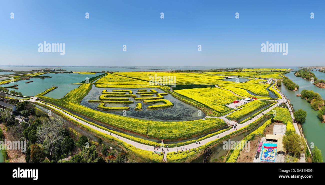 Aerial photo shows the golden cole flowers in Yangzhou City, east China ...